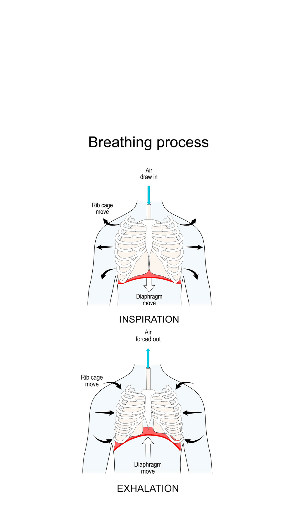 The Respiratory System