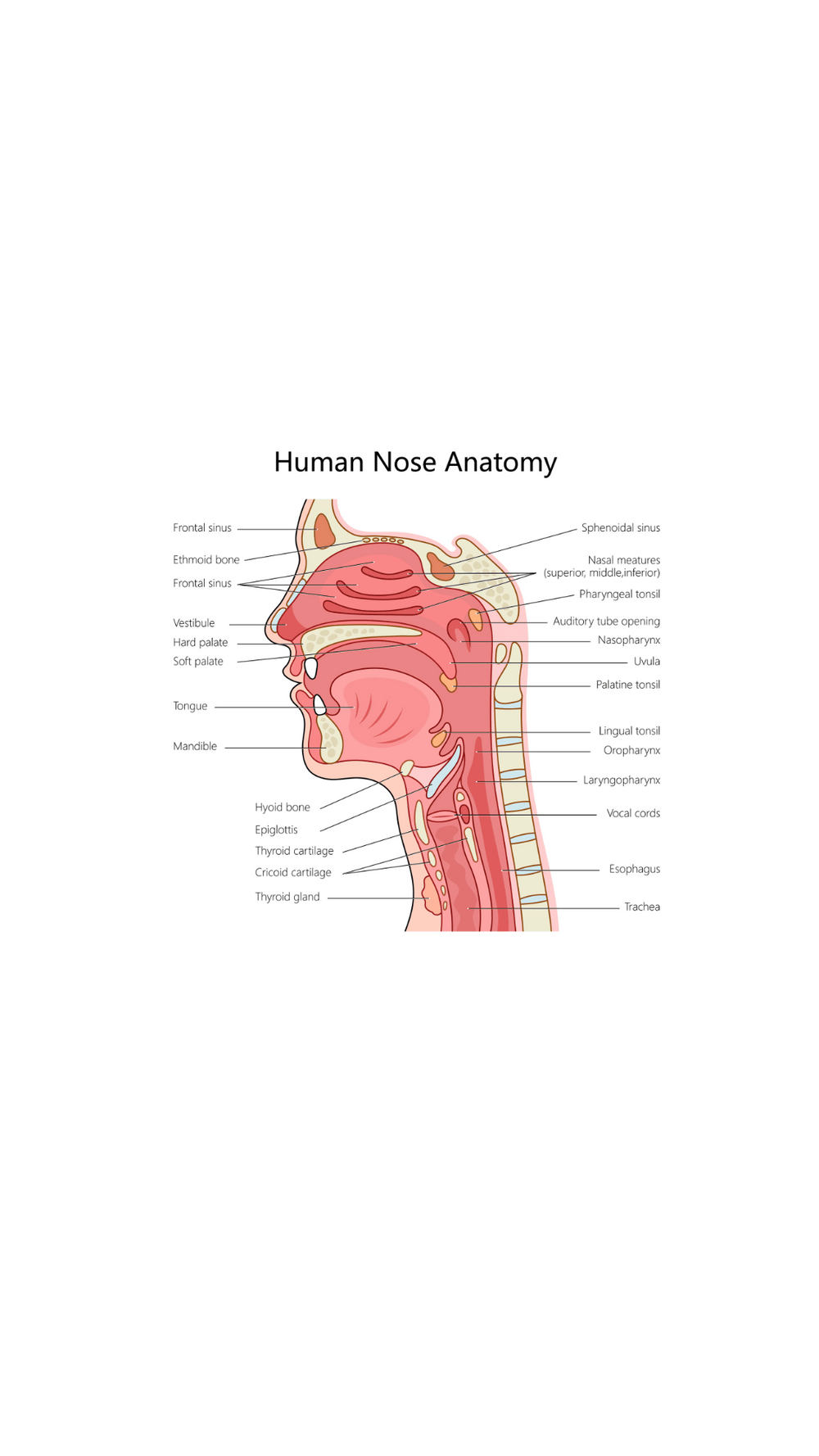 The Sinus System